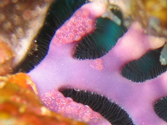 Distichopora violacea avec une maladie?