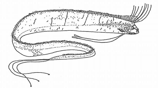 donner le nom scientifique a ce poisson