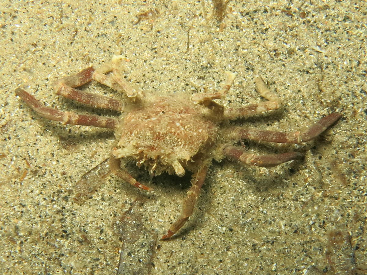 Dorippe ? Ethusa ? de Méditerranée