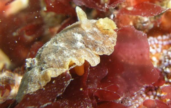 Doris pseudoargus Citron de mer?