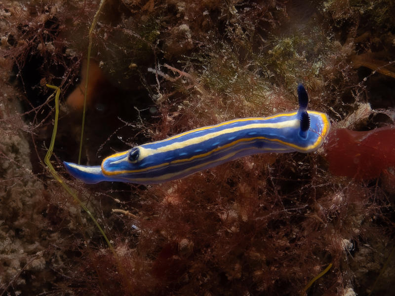 Doris tricolore ou doris de Villefranche