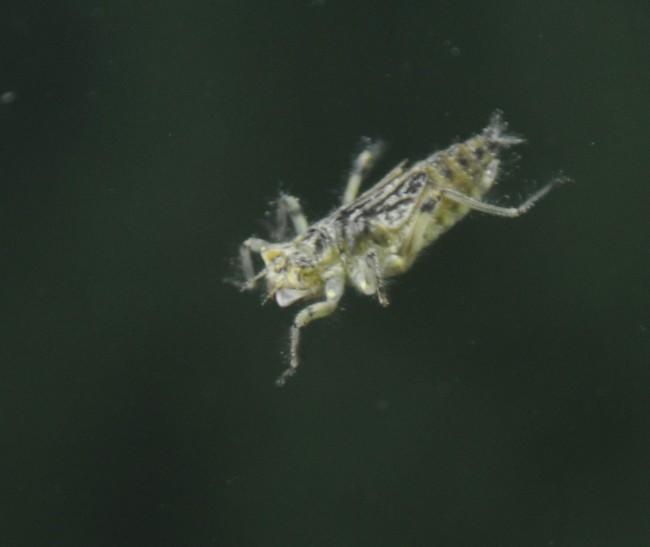 Eau douce : insecte aquatique