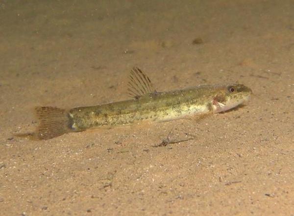 Eau douce : Loche franche