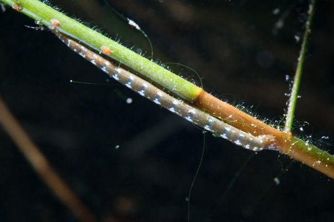 Eau douce : Parasite externe sur une Perche