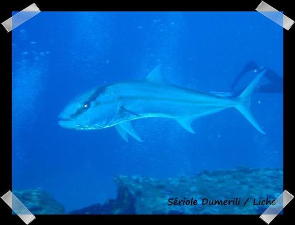 Epave rubis... poisson inconnu