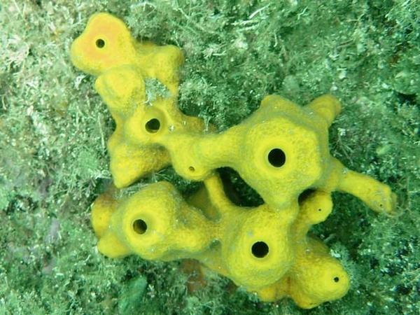 Eponge cavernicole jaune