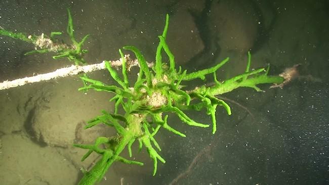 Eponge eau douce identification