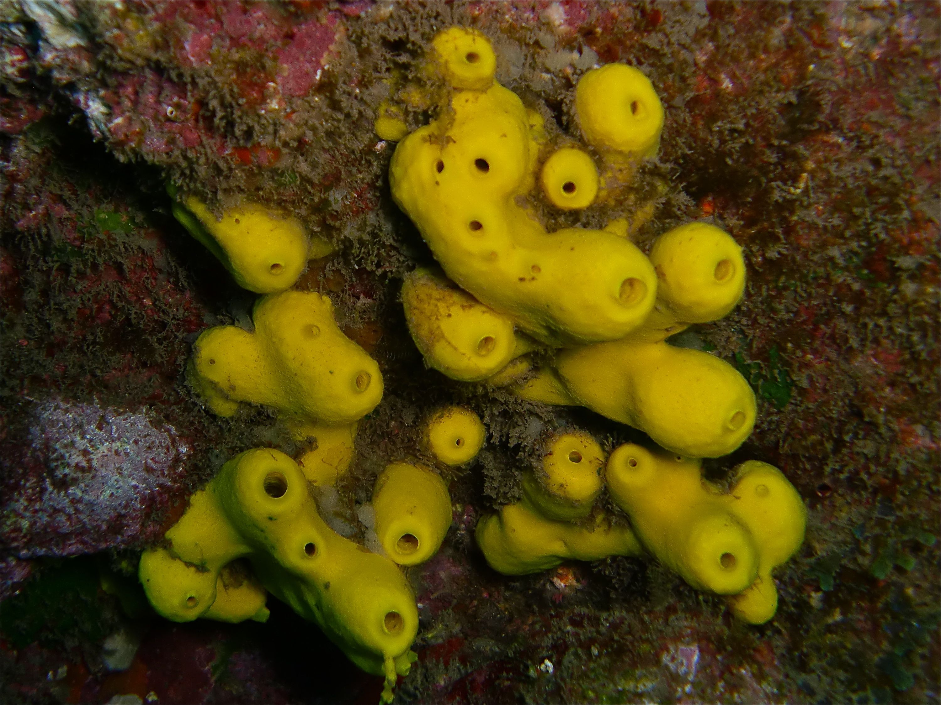 Eponge et hydrozoaire