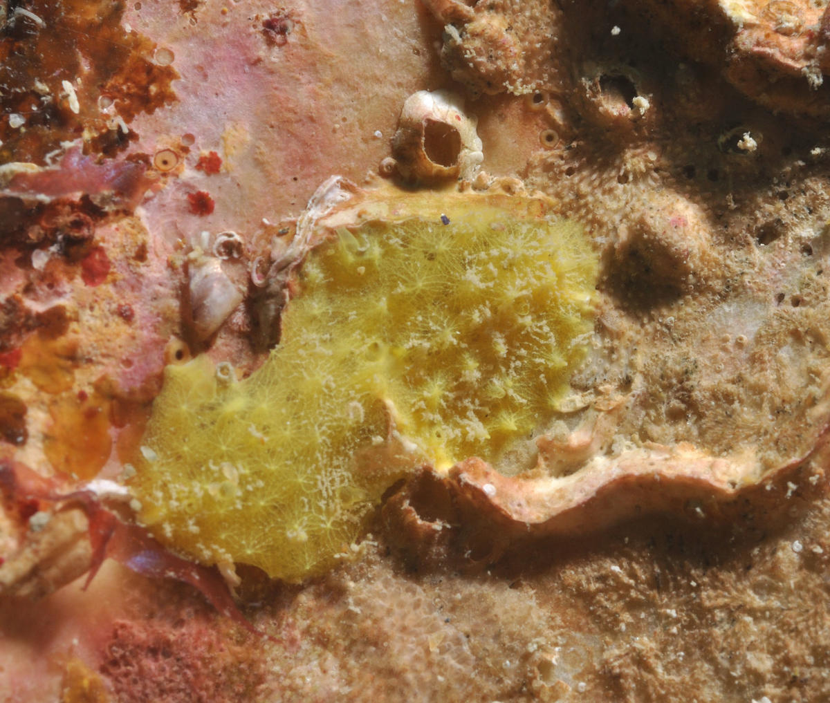 Eponge jaune (Aplysille jaune soufre ?)