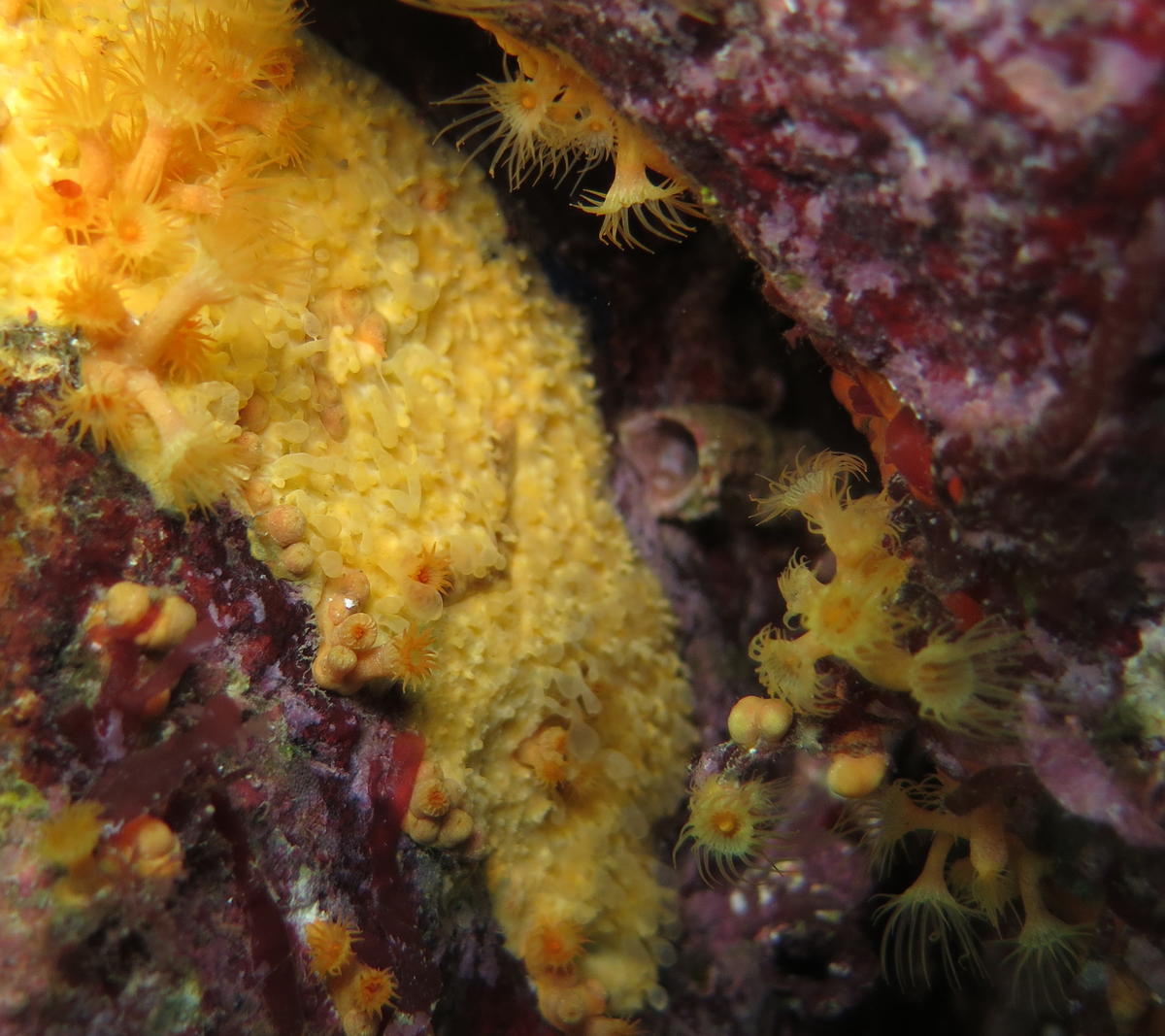 Eponge jaune crémeux à bulles