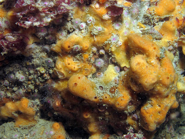 Eponge jaune orangée à identifier