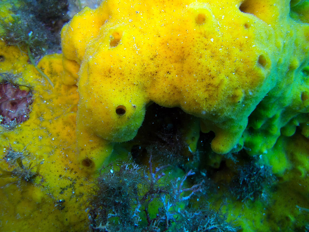 Eponge jaune vif de Méditerranée