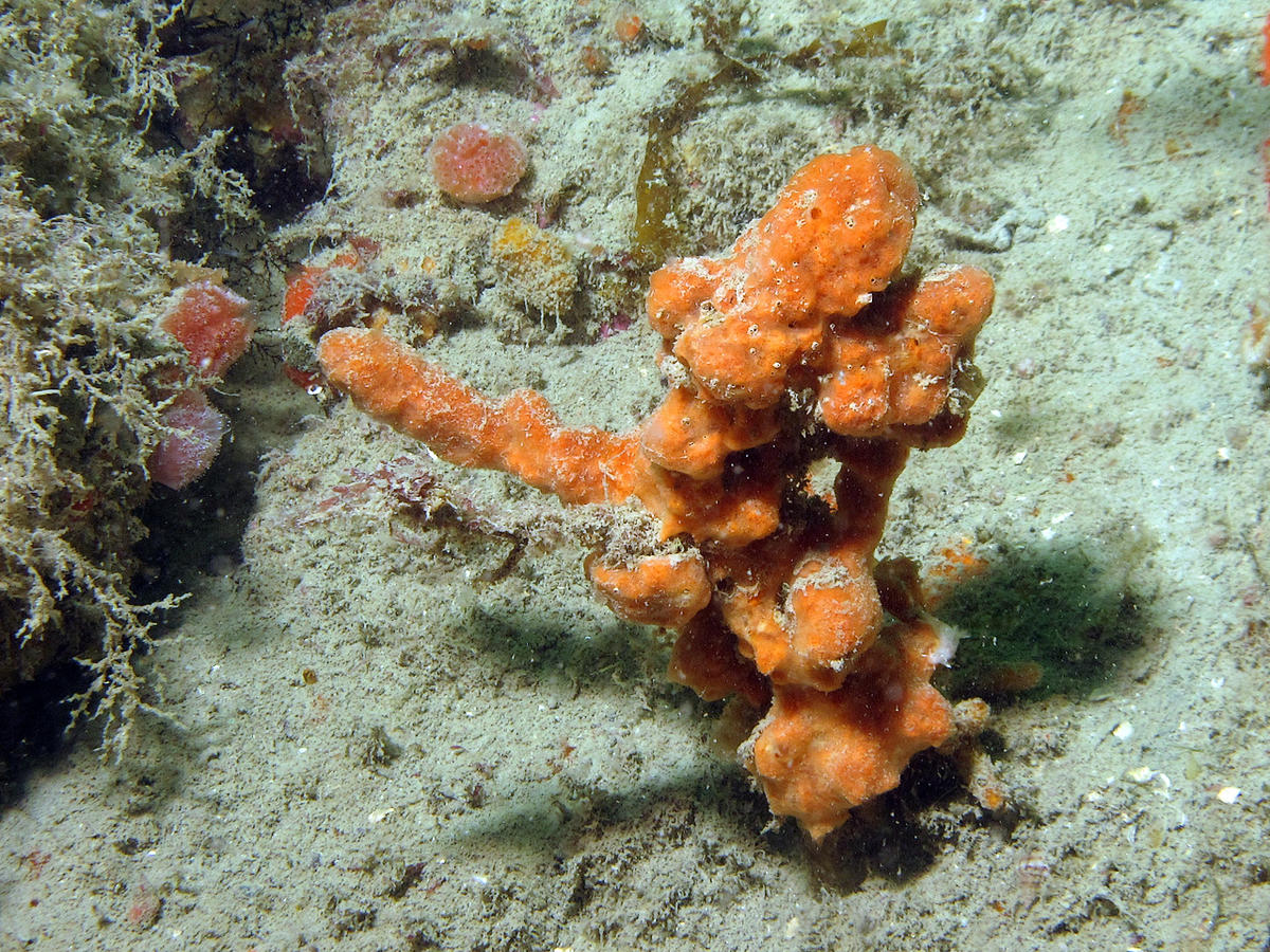 Eponge orangée à oscules surélevés sur gorgone