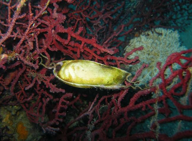 Est-ce de la famille des doris