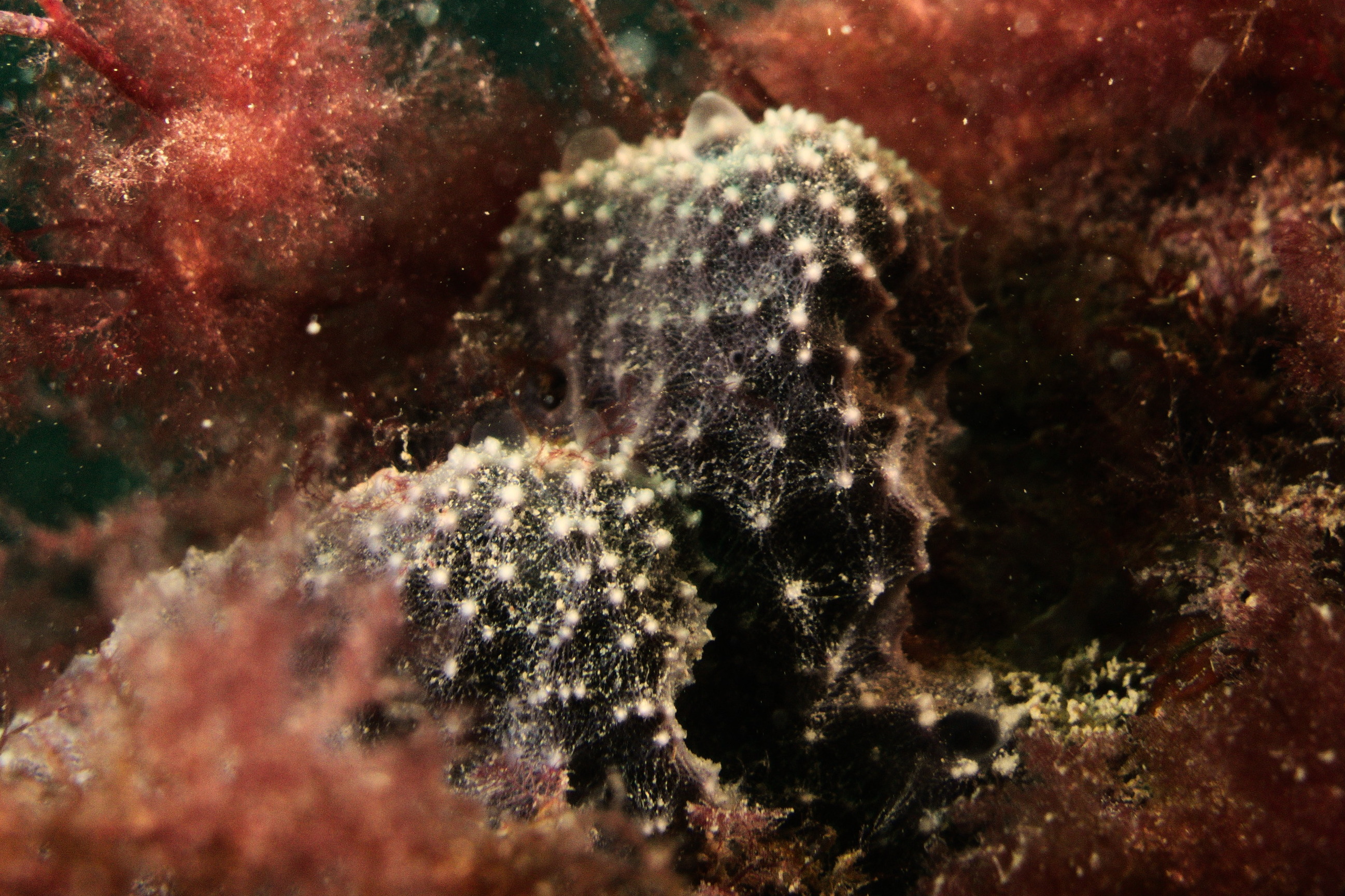 Est-ce une éponge cornée noire?