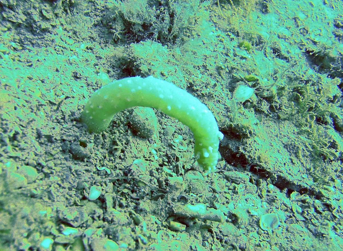 est ce une pennatule