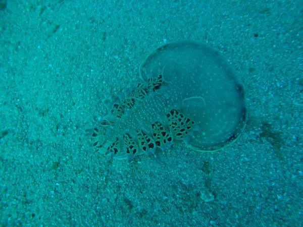 Est-ce une torpille juvénile