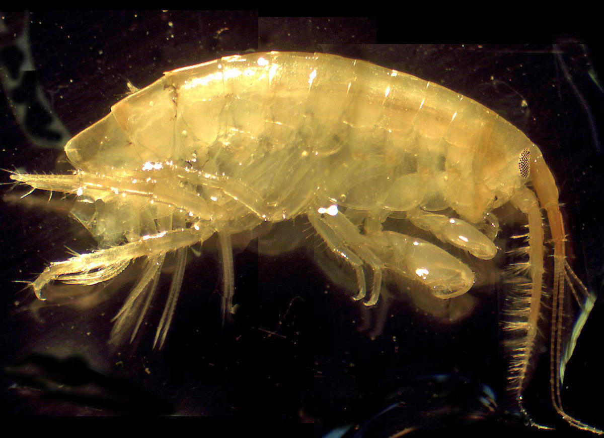 Gammarus duebeni mâle