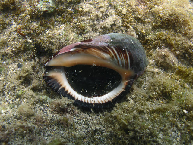 Gastéropode à coquille...