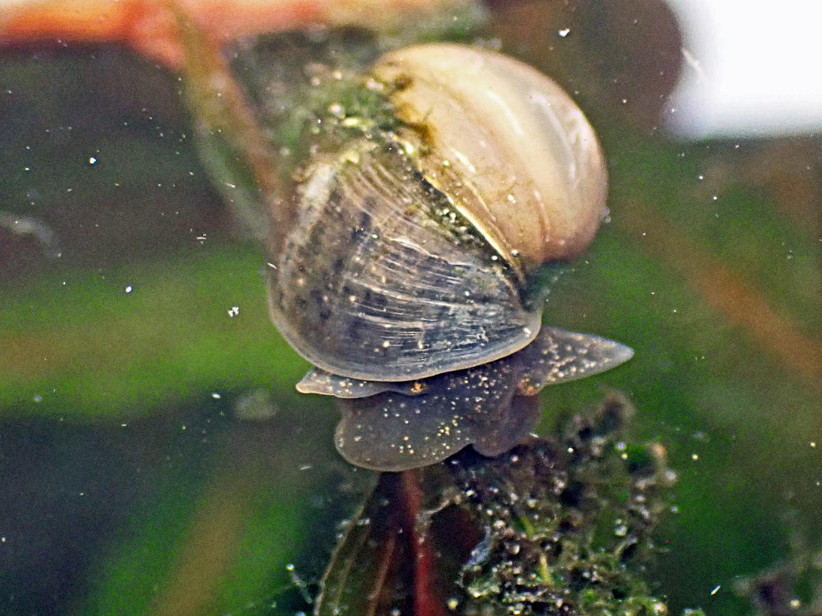 Gastéropode d'eau douce tout à fait normal... Mais quel est-il