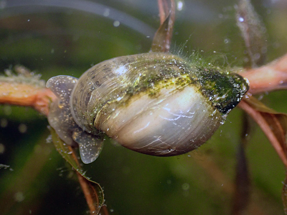 Gastéropode d'eau douce tout à fait normal... Mais quel est-il