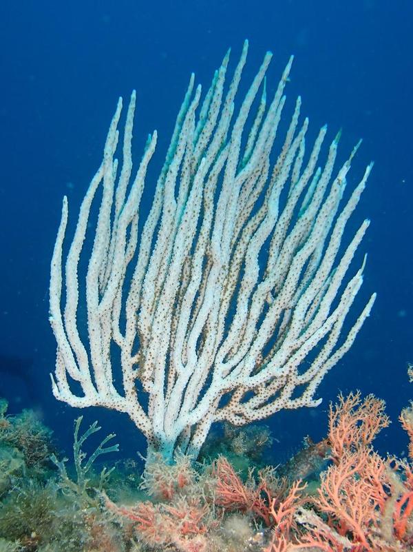 Gorgone blanche abimée