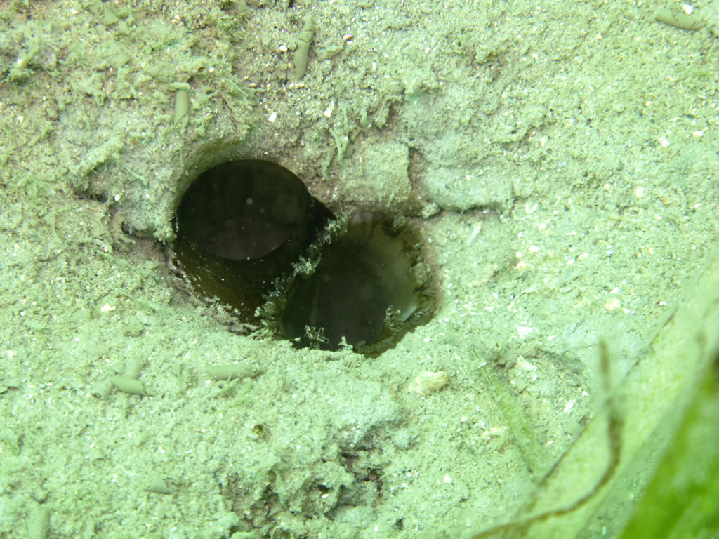 Grands siphons de bivalves, quelle espèce