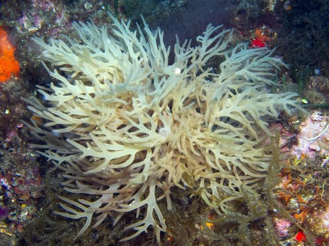 Halymenia floresia