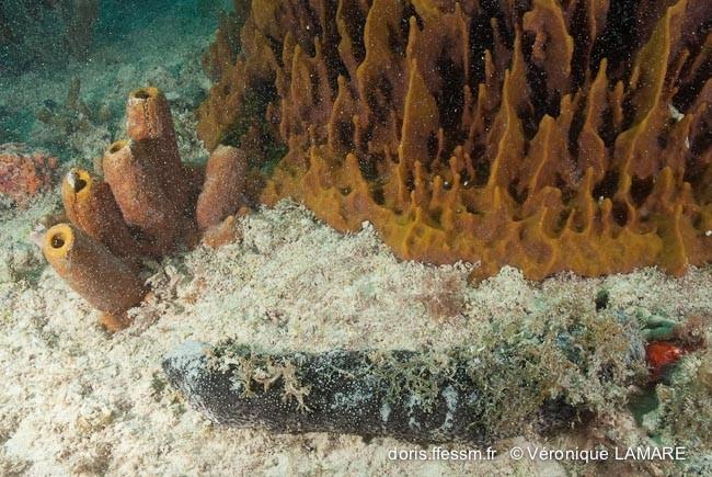 holothurie de la Guadeloupe