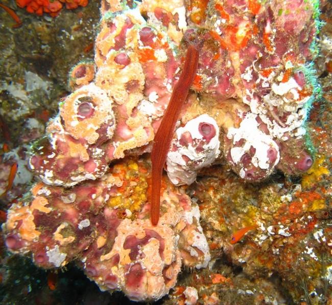 Holothuroidea. Synaptidae. Opheodesoma spectabilis