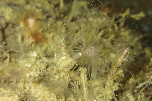 Hydraire Corymorpha nutans