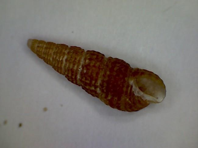 Hydrobia ulvae