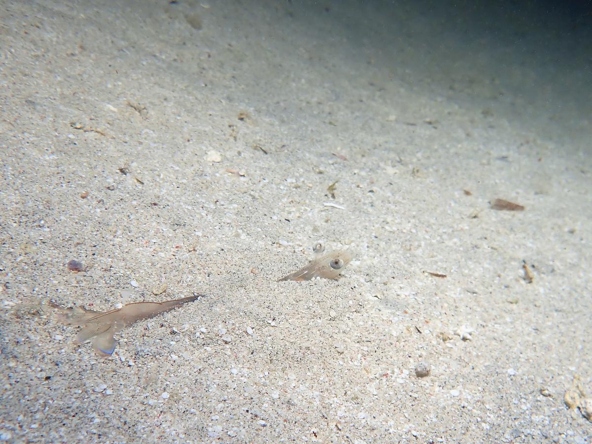 Id crevette mer rouge? caramote ou pas