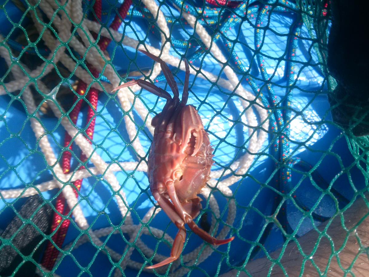 Identification crabe nageur