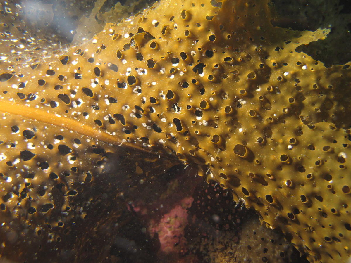 identification d'algue