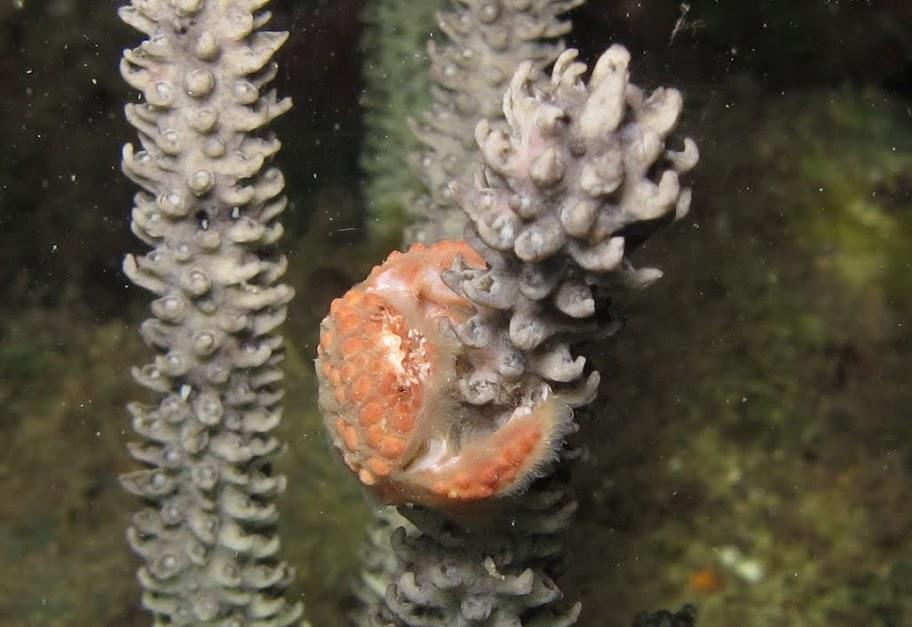 Identification de ce crabe