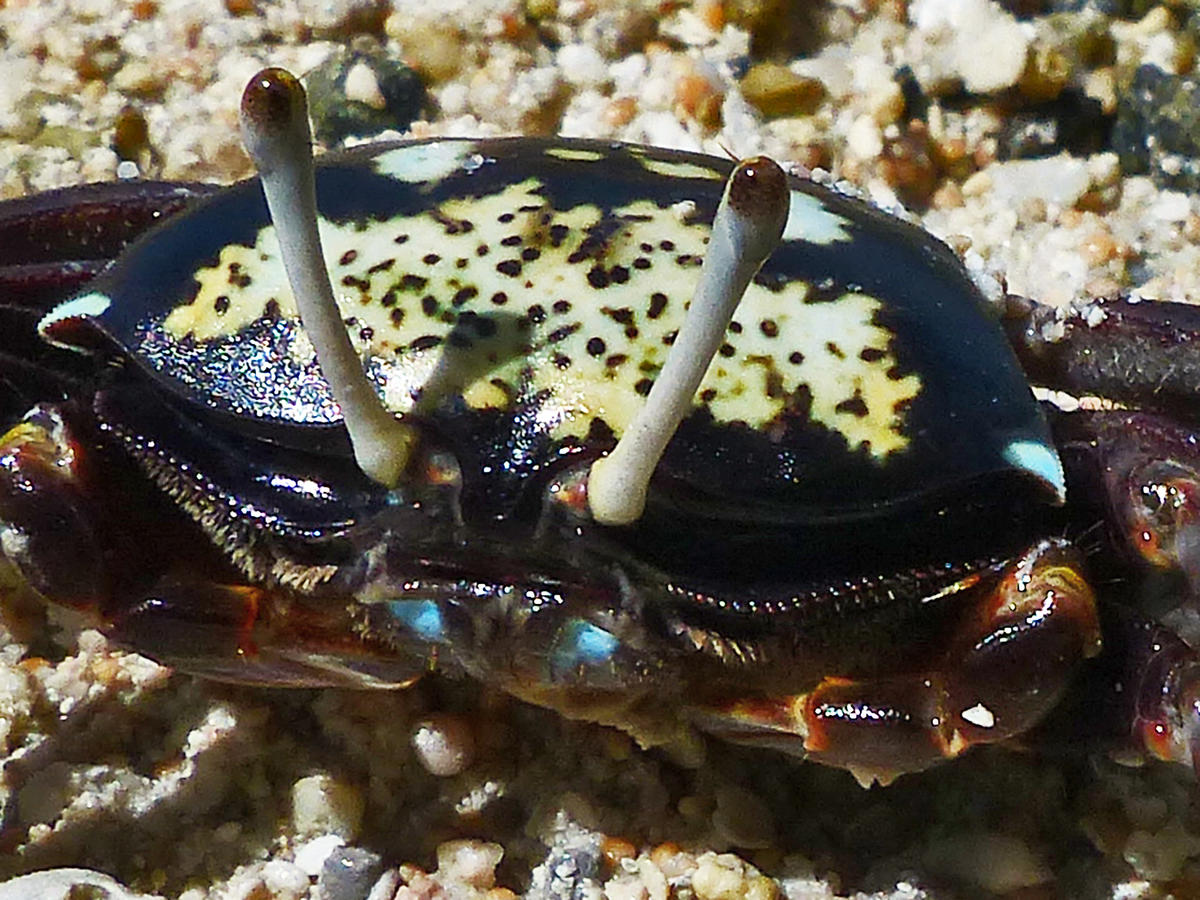 Identification de ce petit crabe aux beaux yeux