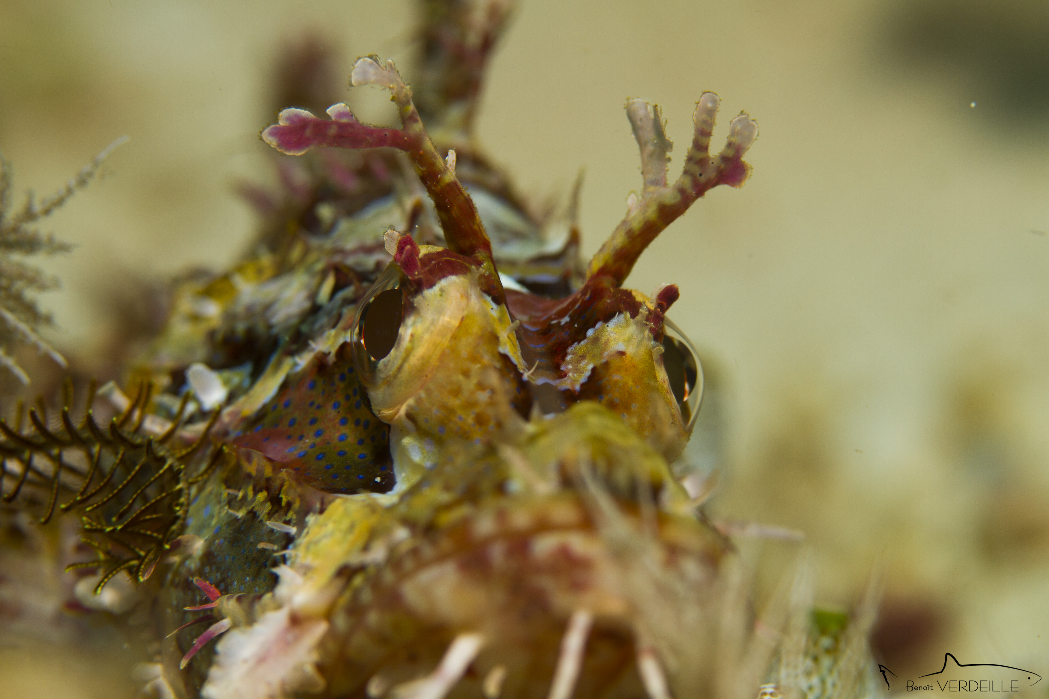 Identification - poisson scorpion?