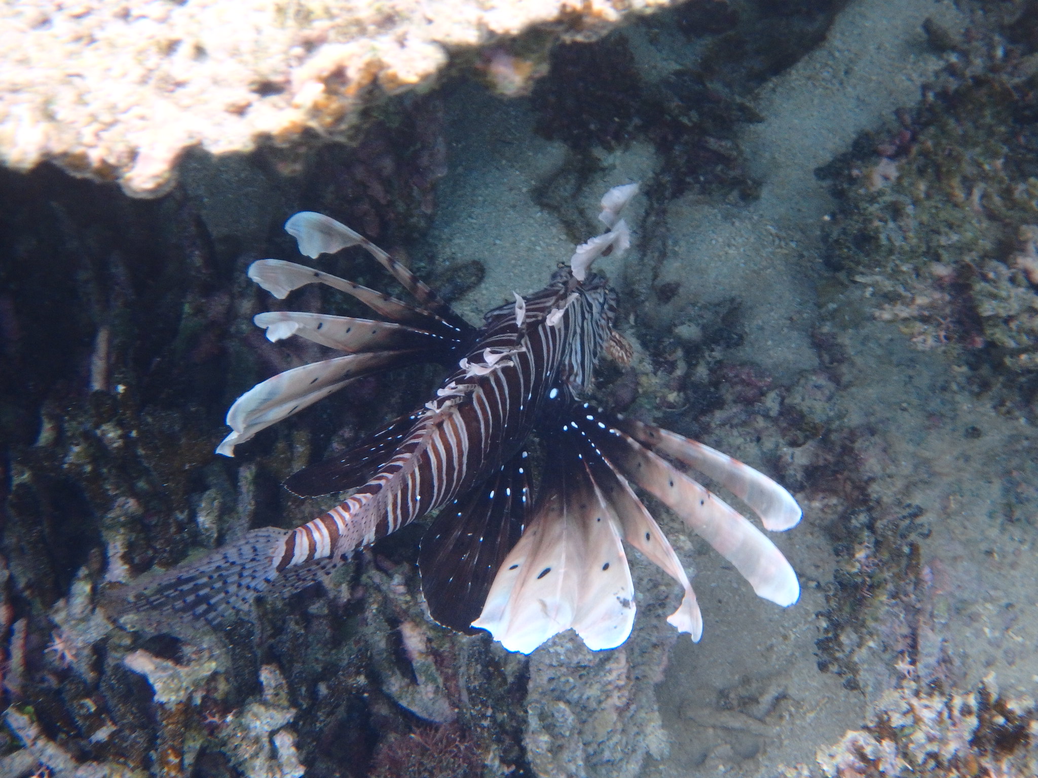 Identification poisson scorpion