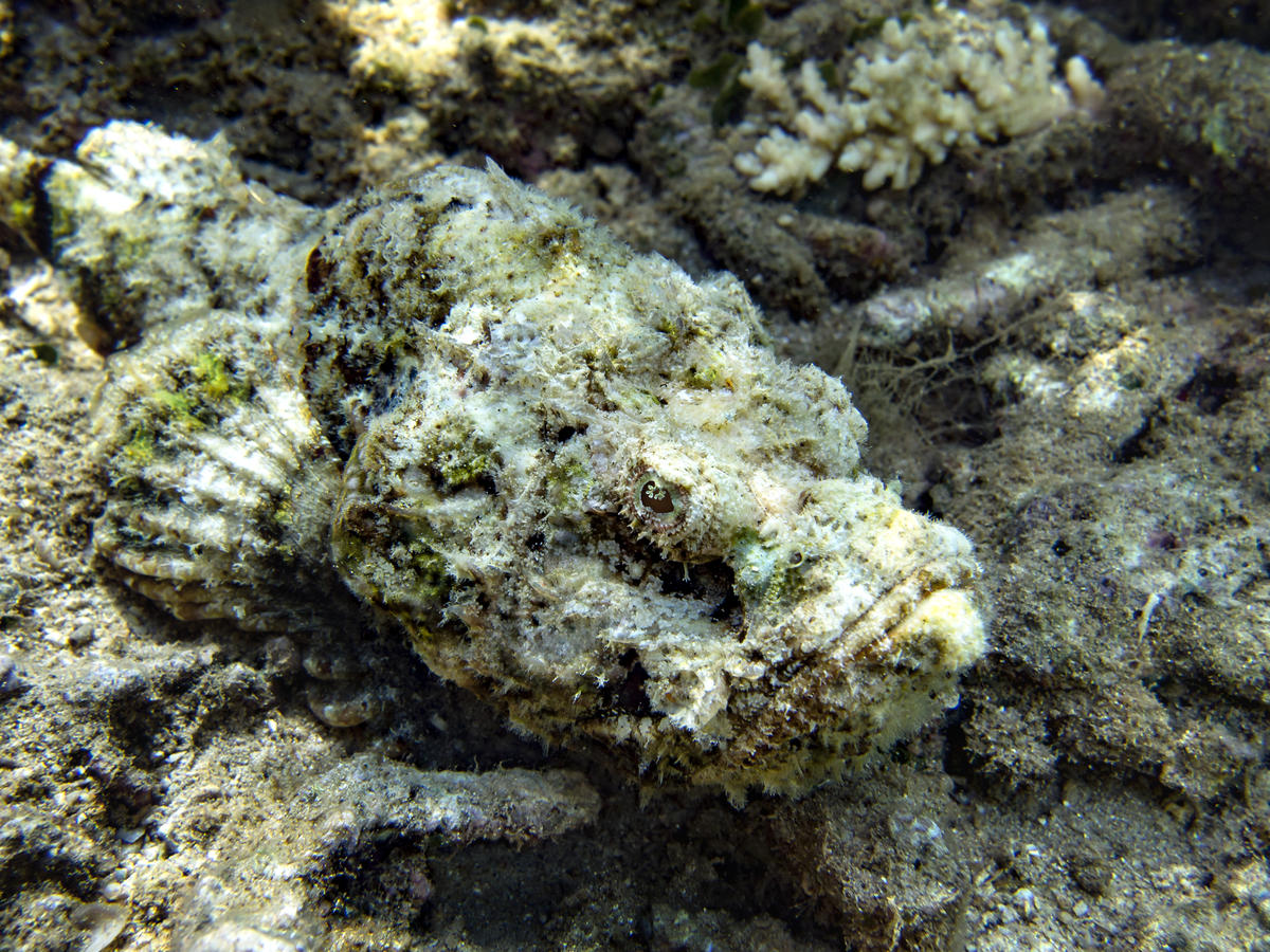 identification : Poisson scorpion