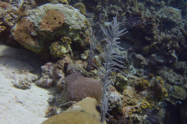 Jeune Pousse de Plume de Mer Sèche