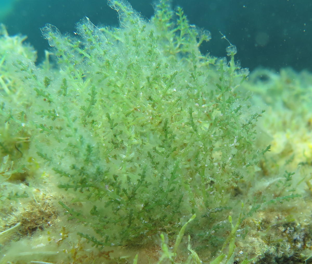 Laurencia obtusa ou pas