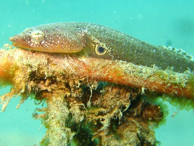 Lepadogaster