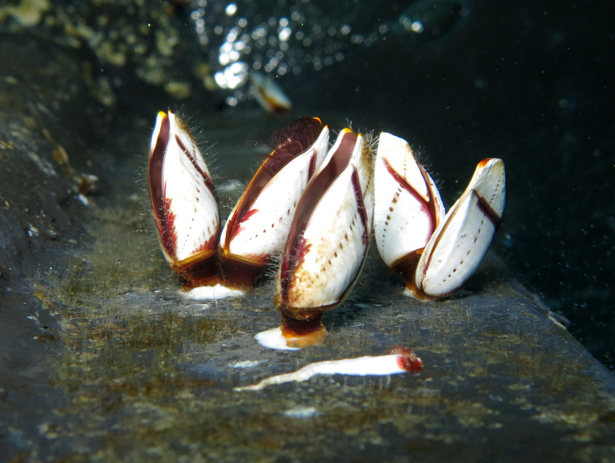 Lepas Hillii ou Lepas anatifera