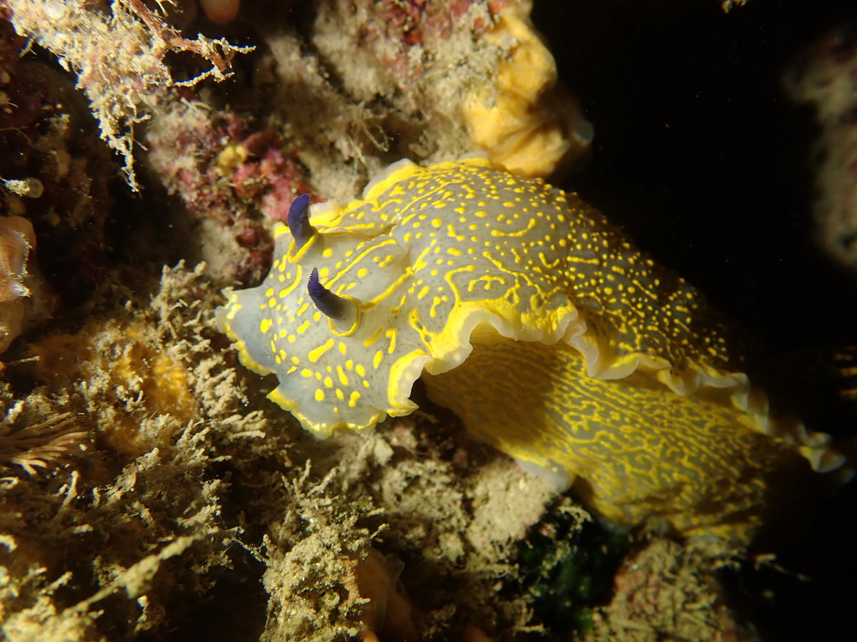 Les mollusques gastéropodes "savent-ils" ou "peuvent-ils" reculer