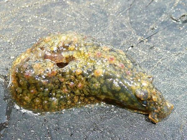 Lièvre de mer camerounais