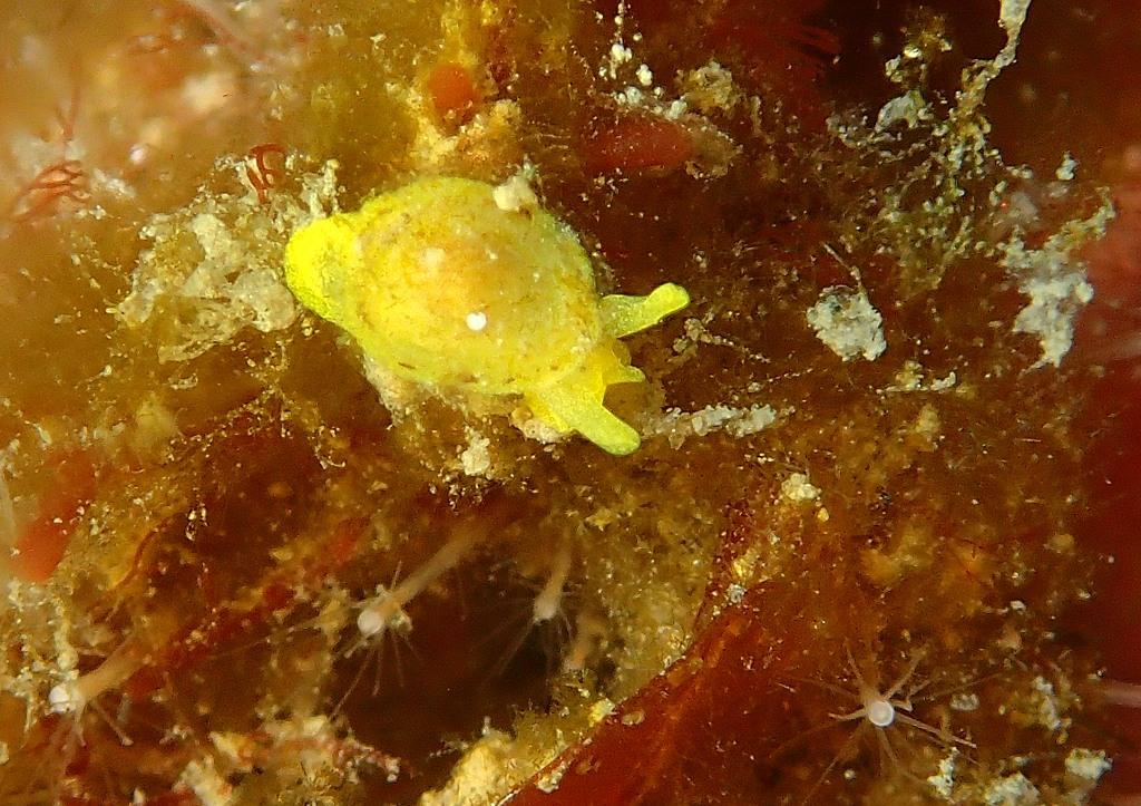 Limace toute jaune, Tylodina perversa