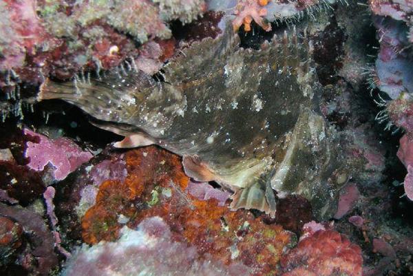 Lompe en Méditerranée