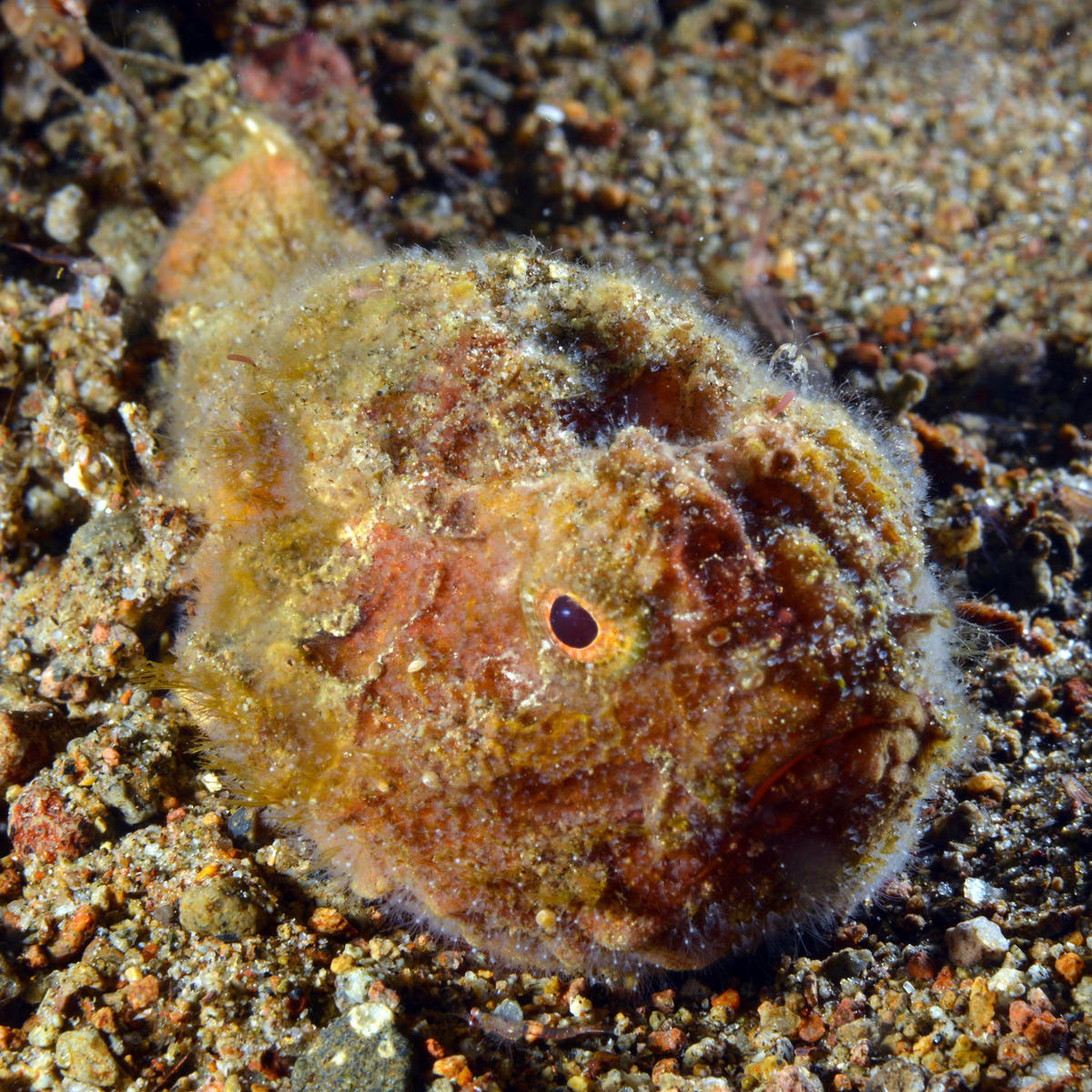 Ma langue au poisson-chat
