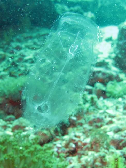 Méduse ? Cubozoaire